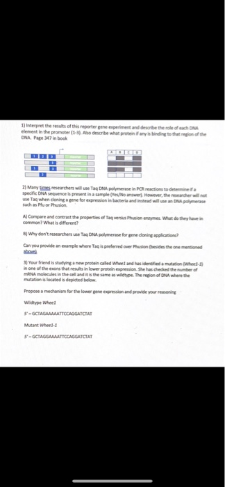 1) Interpret the results of this reporter gene | Chegg.com