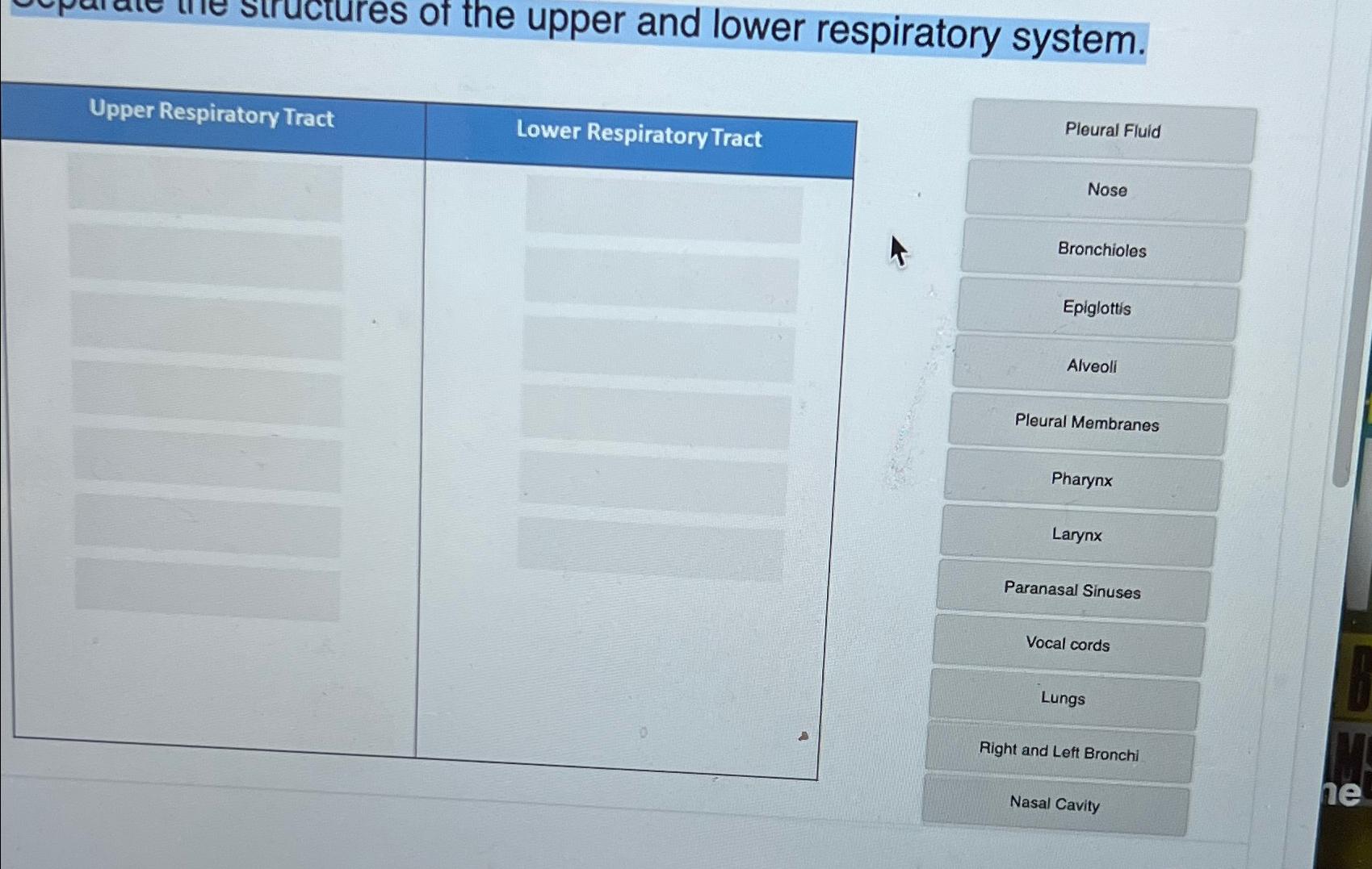 Solved structures of the upper and lower respiratory system. | Chegg.com