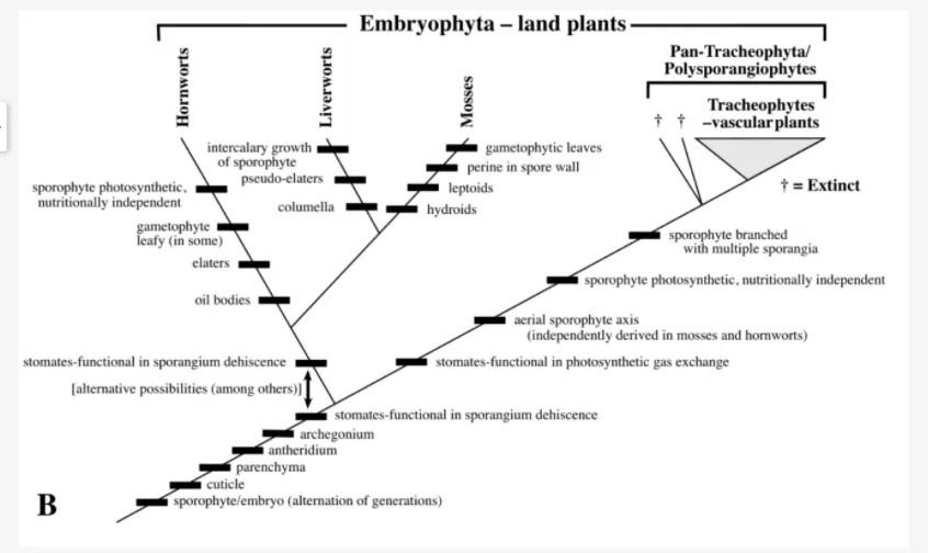 Vascular Plant Cladogram