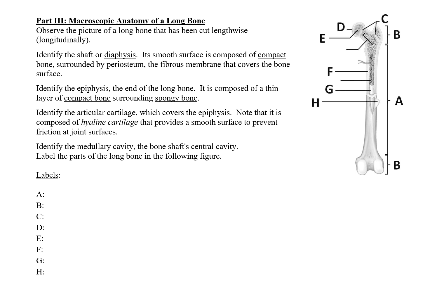 Solved Part III: Macroscopic Anatomy of a Long BoneObserve | Chegg.com