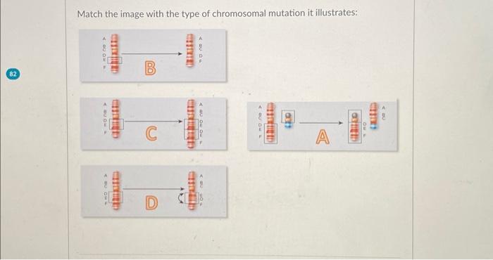 Solved Match the image with the type of chromosomal mutation | Chegg.com