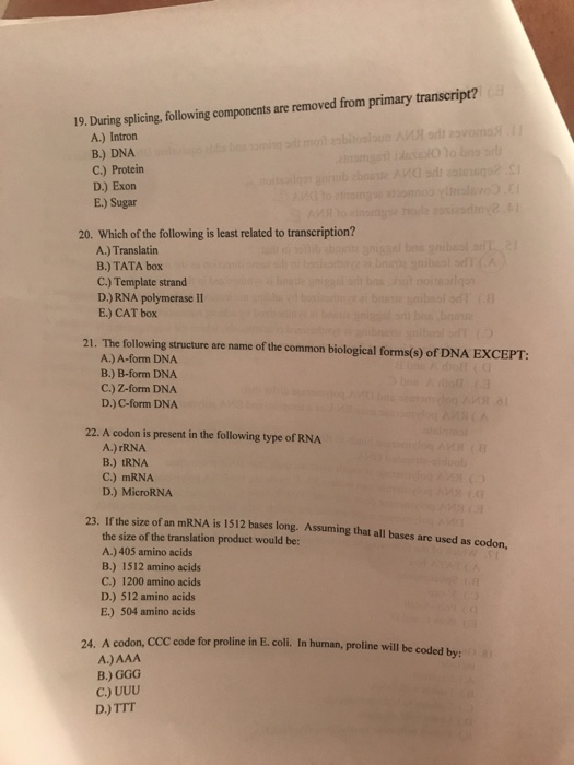 Solved are removed from primary transcript? (2 19. During | Chegg.com