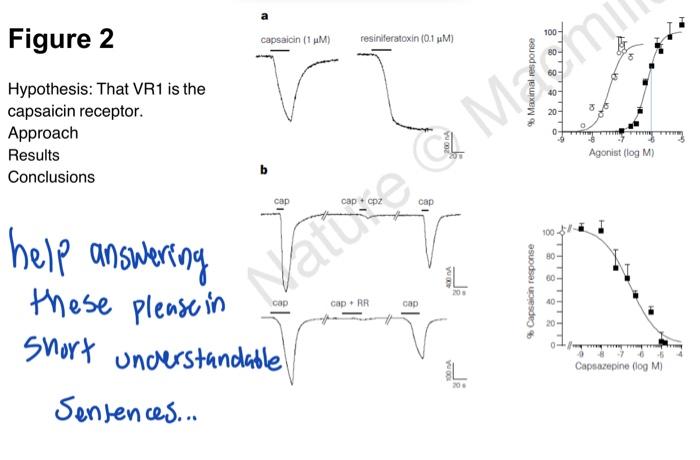 Solved Hypothesis: That VR1 is the capsaicin receptor. | Chegg.com