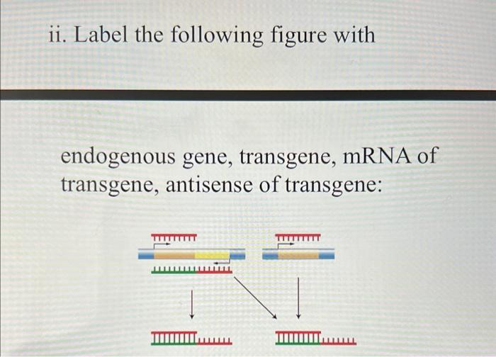 Solved ii. Label the following figure with endogenous gene, | Chegg.com Solved ii. Label the following figure with endogenous gene, | Chegg.com