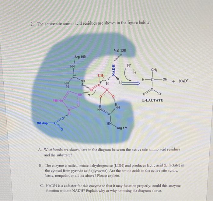 Solved 2. The active site amino acid residues are shown in | Chegg.com