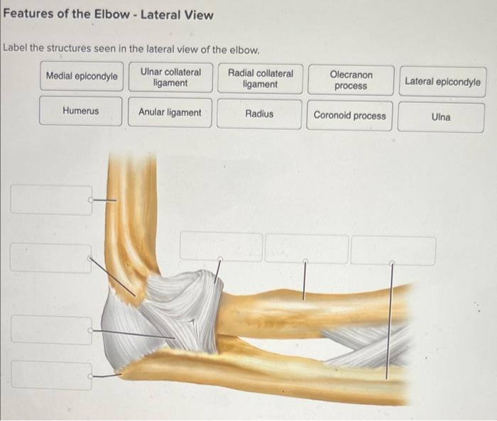 Solved Features of the Elbow - Lateral View Label the | Chegg.com