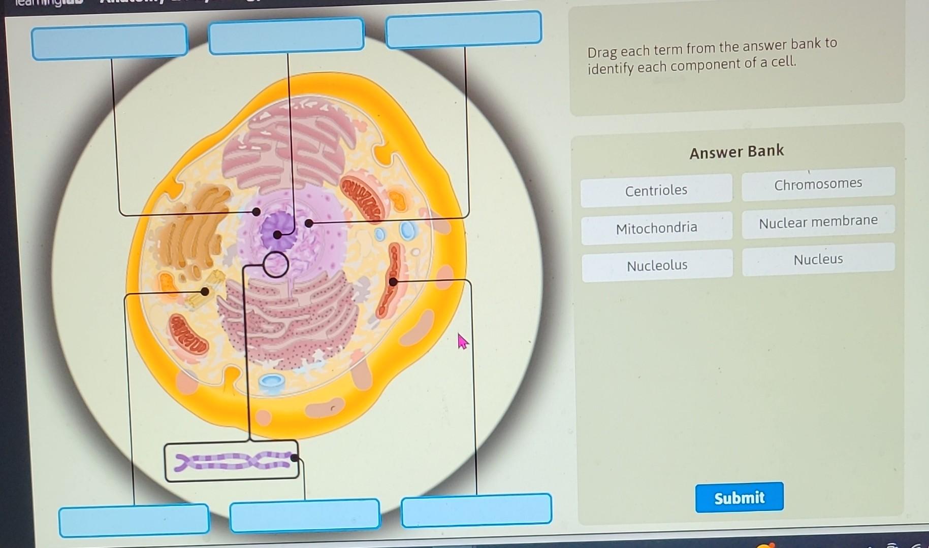 Solved Drag each term from the answer bank to identify each | Chegg.com