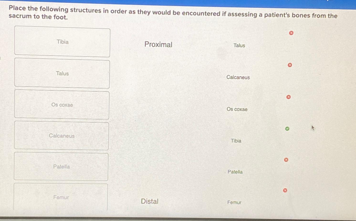 Solved Place the following structures in order as they would | Chegg.com