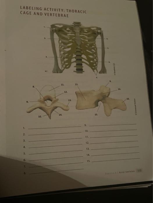 Solved LABELING ACTIVITY: THORACIC CAGE AND VERTEBRAE 3 11 | Chegg.com