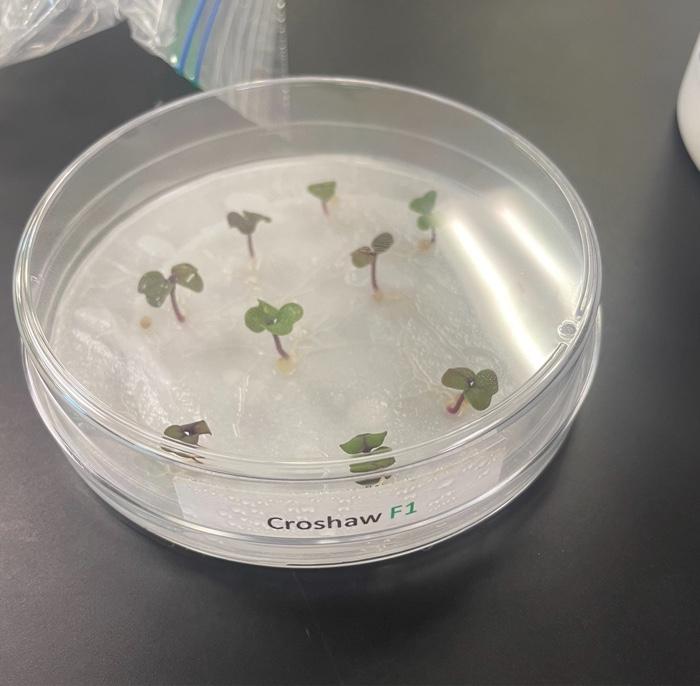 Solved Genetics Lab, below there is pictures of Croshaw F1, | Chegg.com