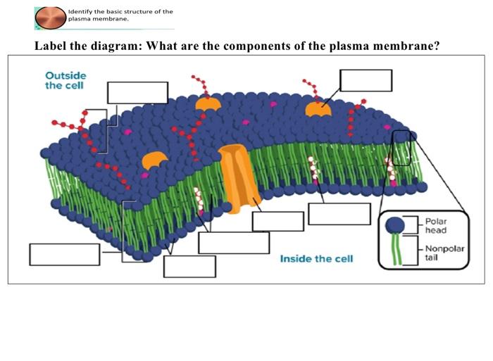 Solved Identify the basic structure of the plasma membrane. | Chegg.com