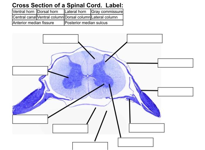 Solved Cross Section of a Spinal Cord. Label: Ventral horn | Chegg.com