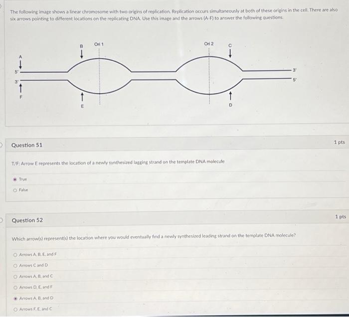 Solved The following image shows a linear chromosome with | Chegg.com