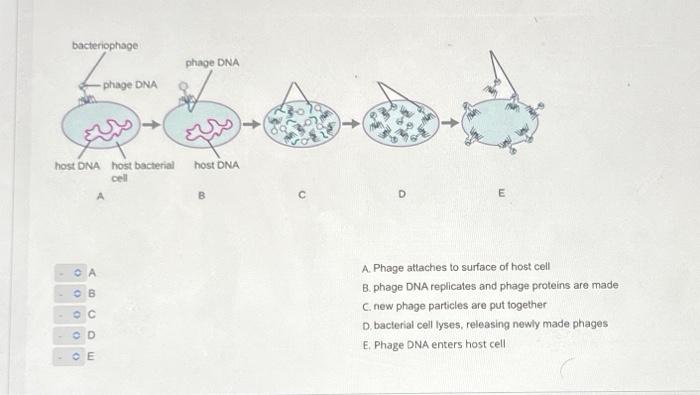 Solved Match the stage of the lytic replication cycle in the | Chegg.com