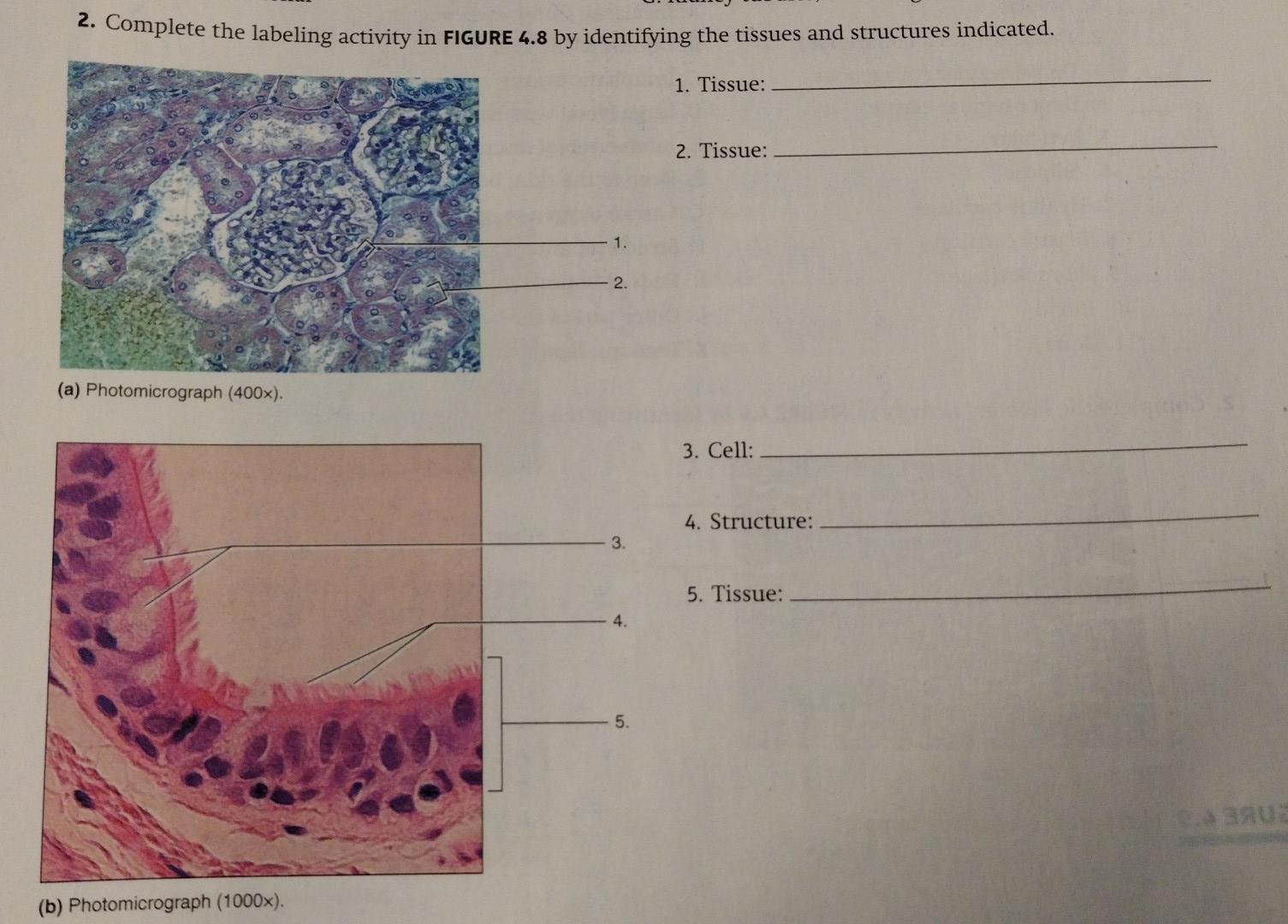Solved 2. Complete the labeling activity in FIGURE 4.8 by | Chegg.com