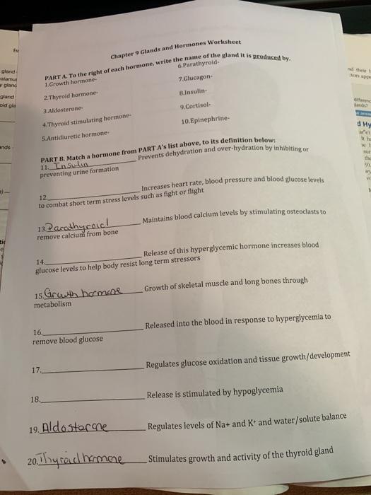 Solved EN Chapter 9 Glands and Hormones Worksheet gland alam | Chegg.com