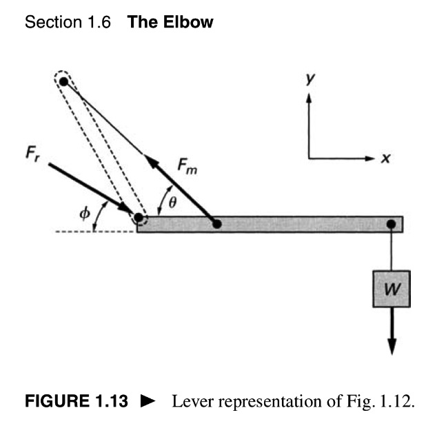 Solved Calculate the force applied by the biceps and the | Chegg.com