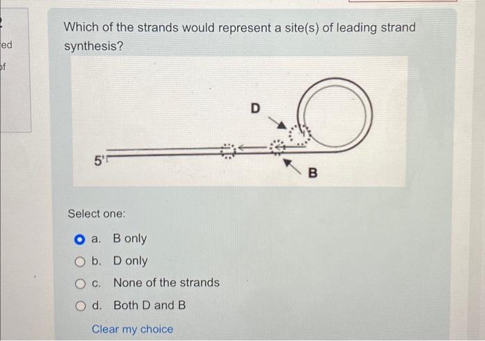 Solved Which of the strands would represent a site(s) of | Chegg.com