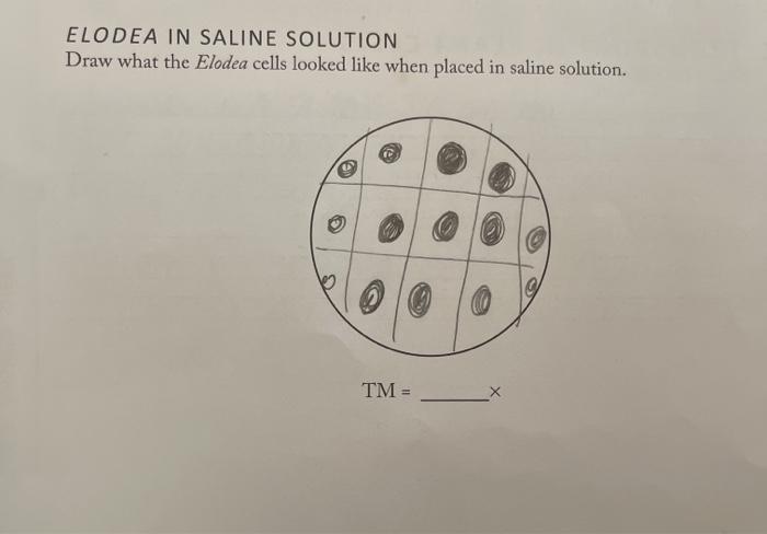 Solved ELODEA IN SALINE SOLUTION Draw what the Elodea cells | Chegg.com