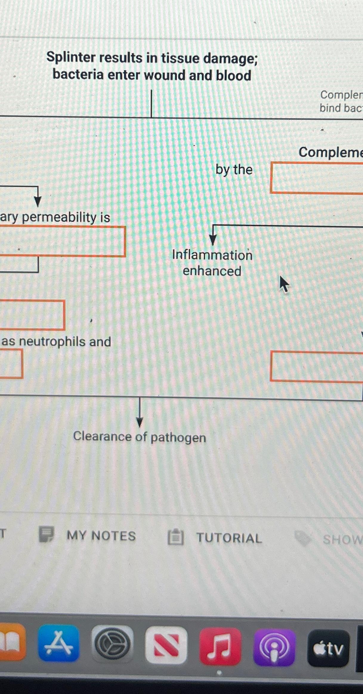 Solved Splinter results in tissue damage; bacteria enter | Chegg.com