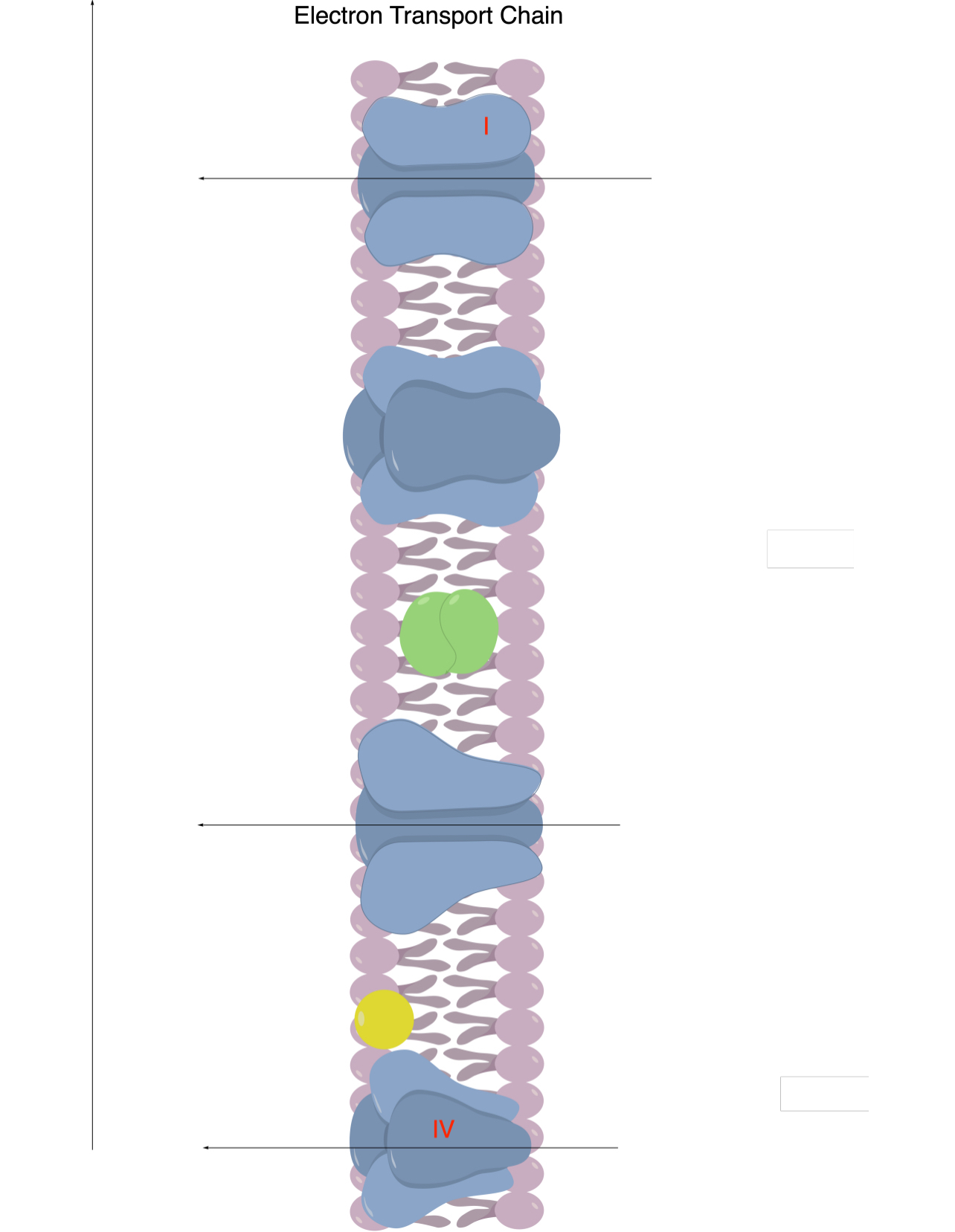 Diagram the process of the electron transport chain. | Chegg.com