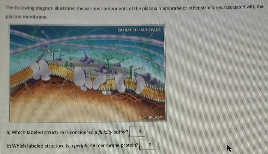 Solved You conduct a simple U-tube experiment where side A | Chegg.com