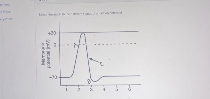 Solved Match the graph to the different stages of an action | Chegg.com