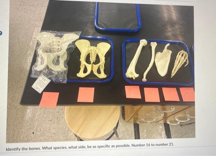 Three sets of Skulls. Identify what species they are, | Chegg.com