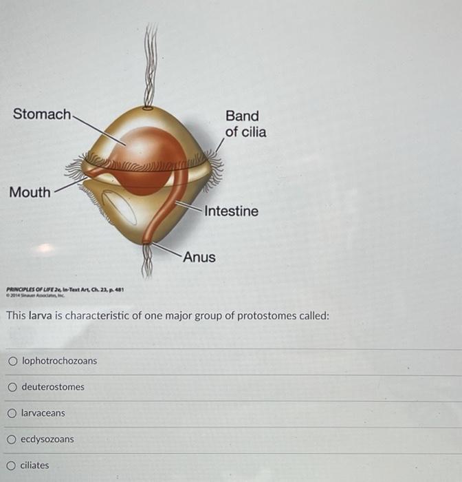 Stomach Band of cilia Mouth Intestine Anus PRINCIPLES | Chegg.com