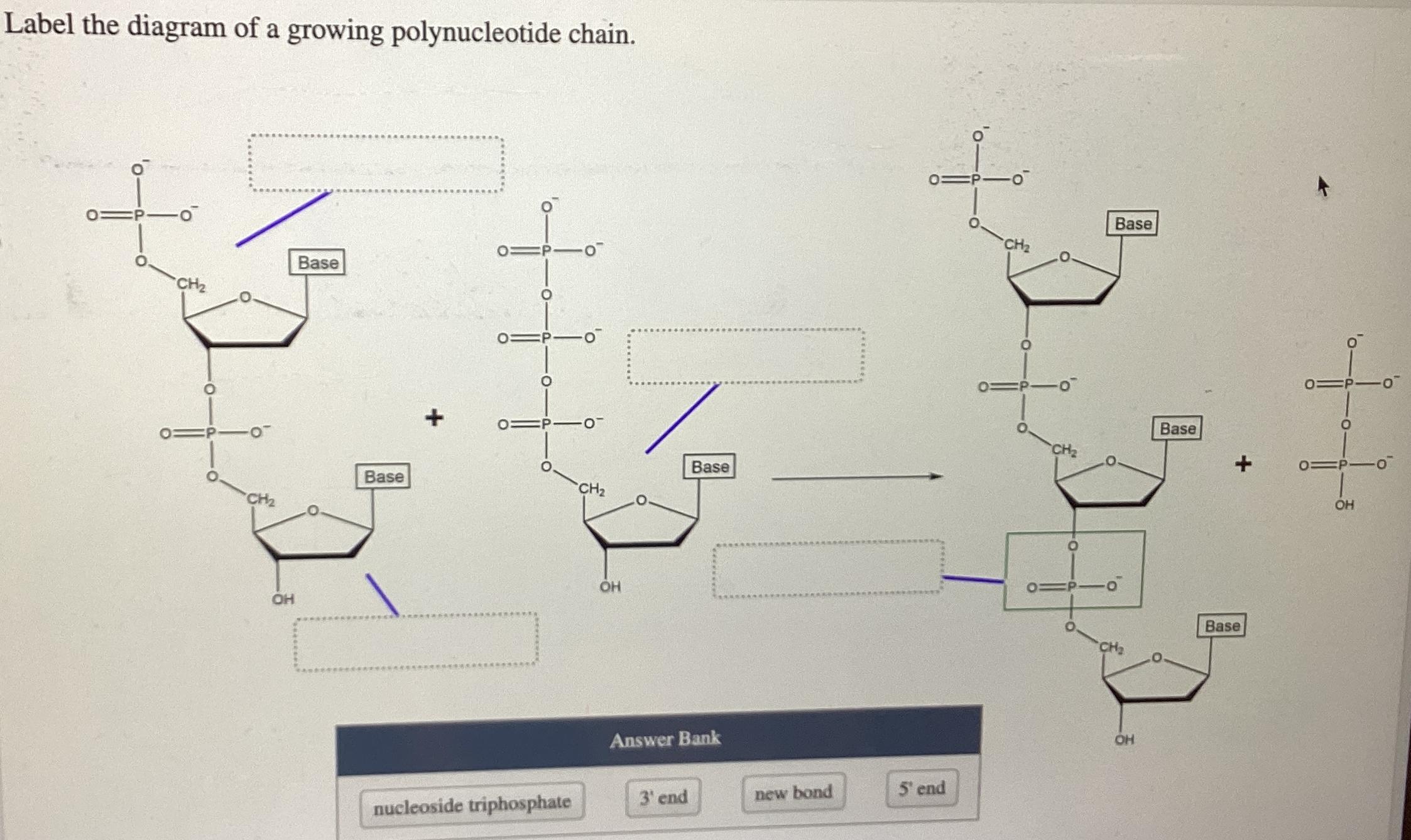 Solved Label the diagram of a growing polynucleotide chain. | Chegg.com