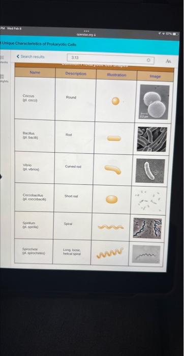 Solved (6) Explain the difference between cell morphology | Chegg.com