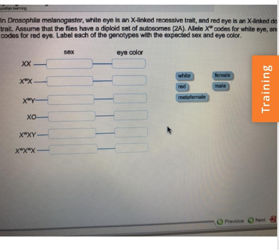 Solved In Drosophila melanogaster, white eye is an X-linked | Chegg.com