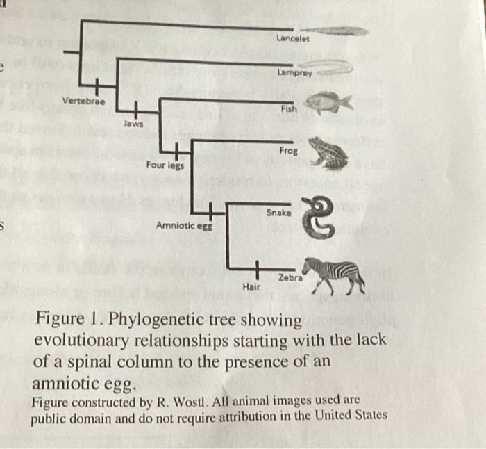 Solved create a phylogenetic tree showing the different | Chegg.com