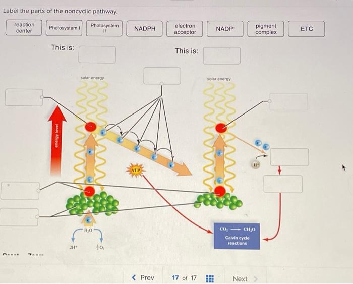 Solved Label the parts of the noncyclic pathway. reaction | Chegg.com