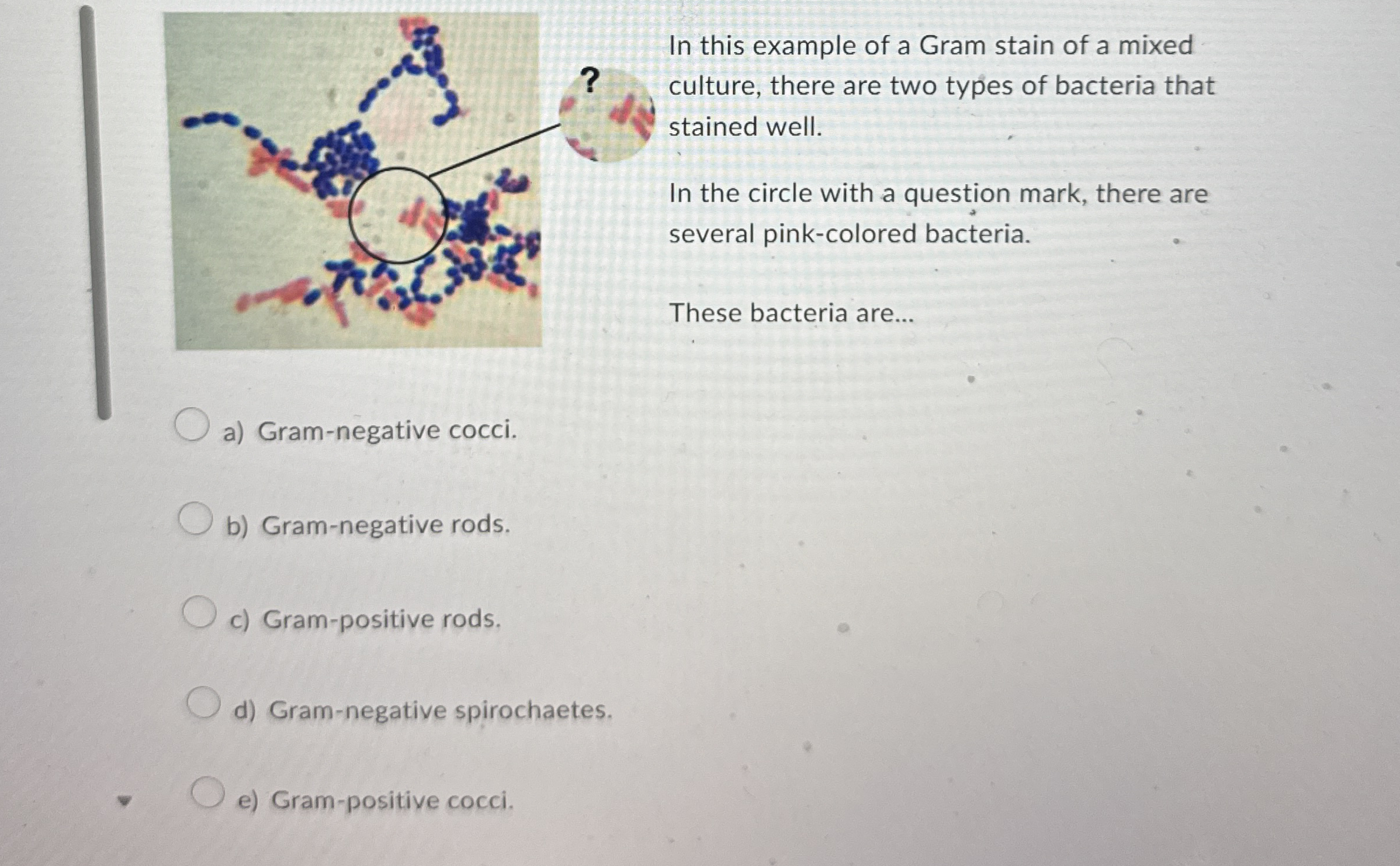 Solved q, ﻿In this example of a Gram stain of a mixed | Chegg.com