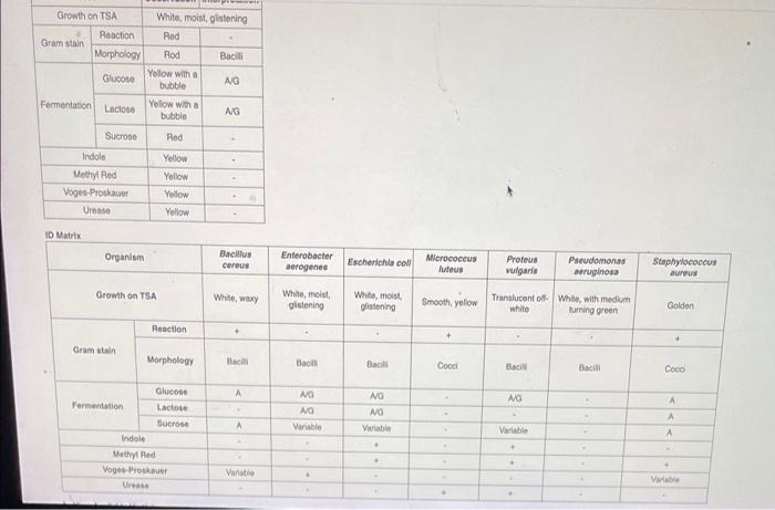 Solved Growth on TSA Reaction Gram stain Morphology White, | Chegg.com