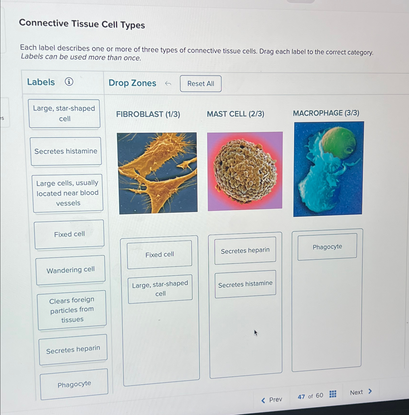 Solved Connective Tissue Cell TypesEach label describes one | Chegg.com