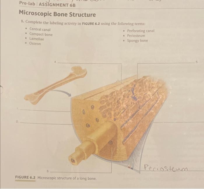Solved 1. Complete the labeling activity in FIGURE 6.2 using | Chegg.com