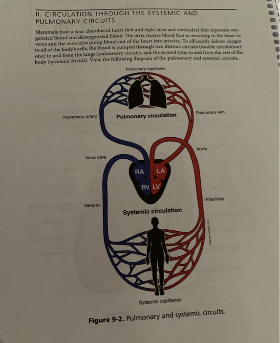 Solved 1. Starting with the right atrium and ending with the | Chegg.com