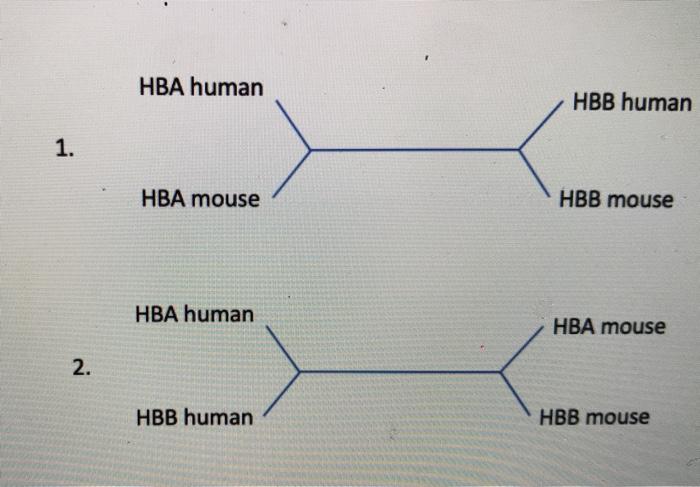 Solved HBA human HBB human 1. HBA mouse HBB mouse HBA human | Chegg.com