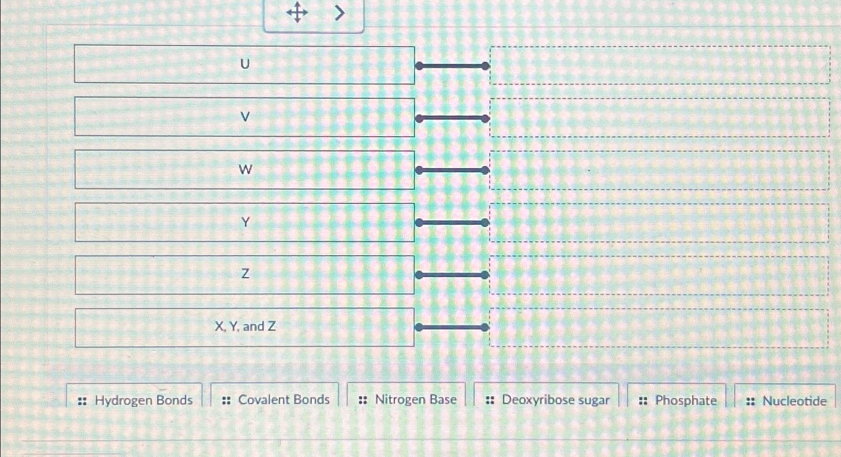 Solved Match the letter to the part of the DNA. | Chegg.com