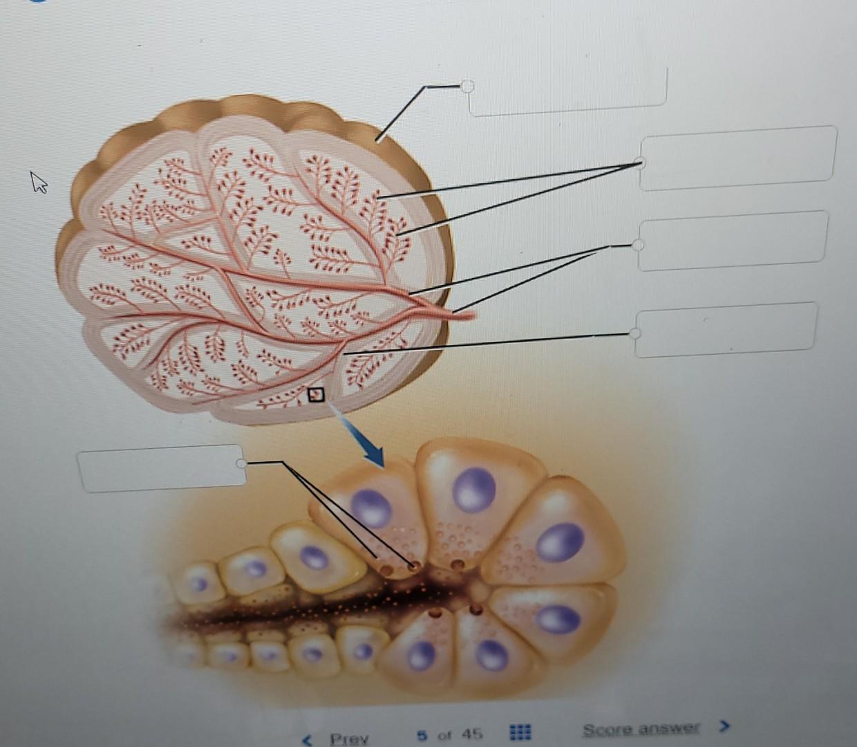 Solved click and drag to correctly identify the components | Chegg.com
