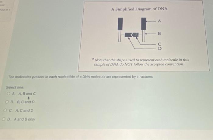 Solved A Simplified Diagram of DNA * Note that the shapes | Chegg.com