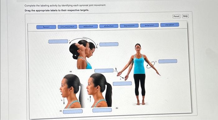 Solved Complete the labeling activity by identifying each | Chegg.com