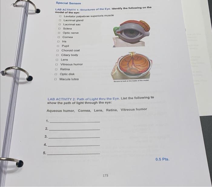 Solved Special Senses LAB ACTIVITY 1: Structures of the Eye. | Chegg.com