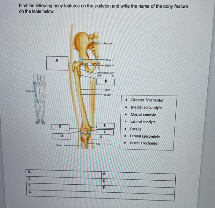 Solved Find the following bony features on the skeleton and | Chegg.com