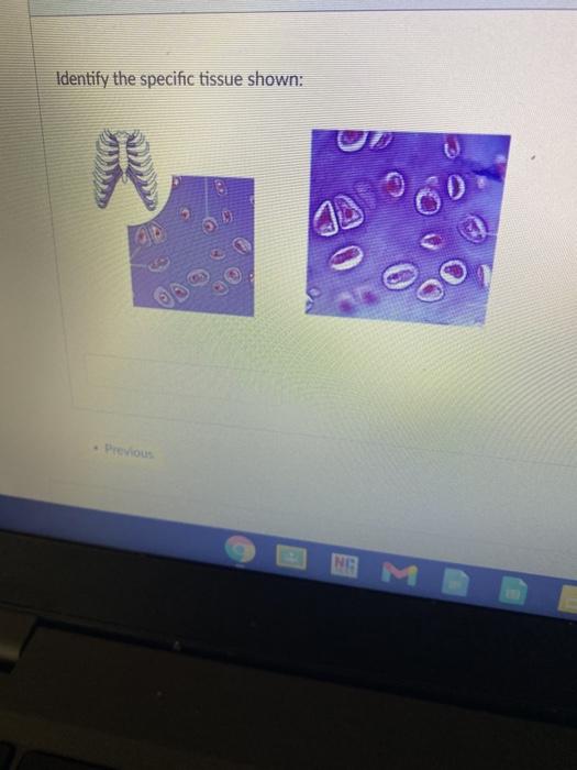 Solved Identify the specific tissue shown: • Previous | Chegg.com