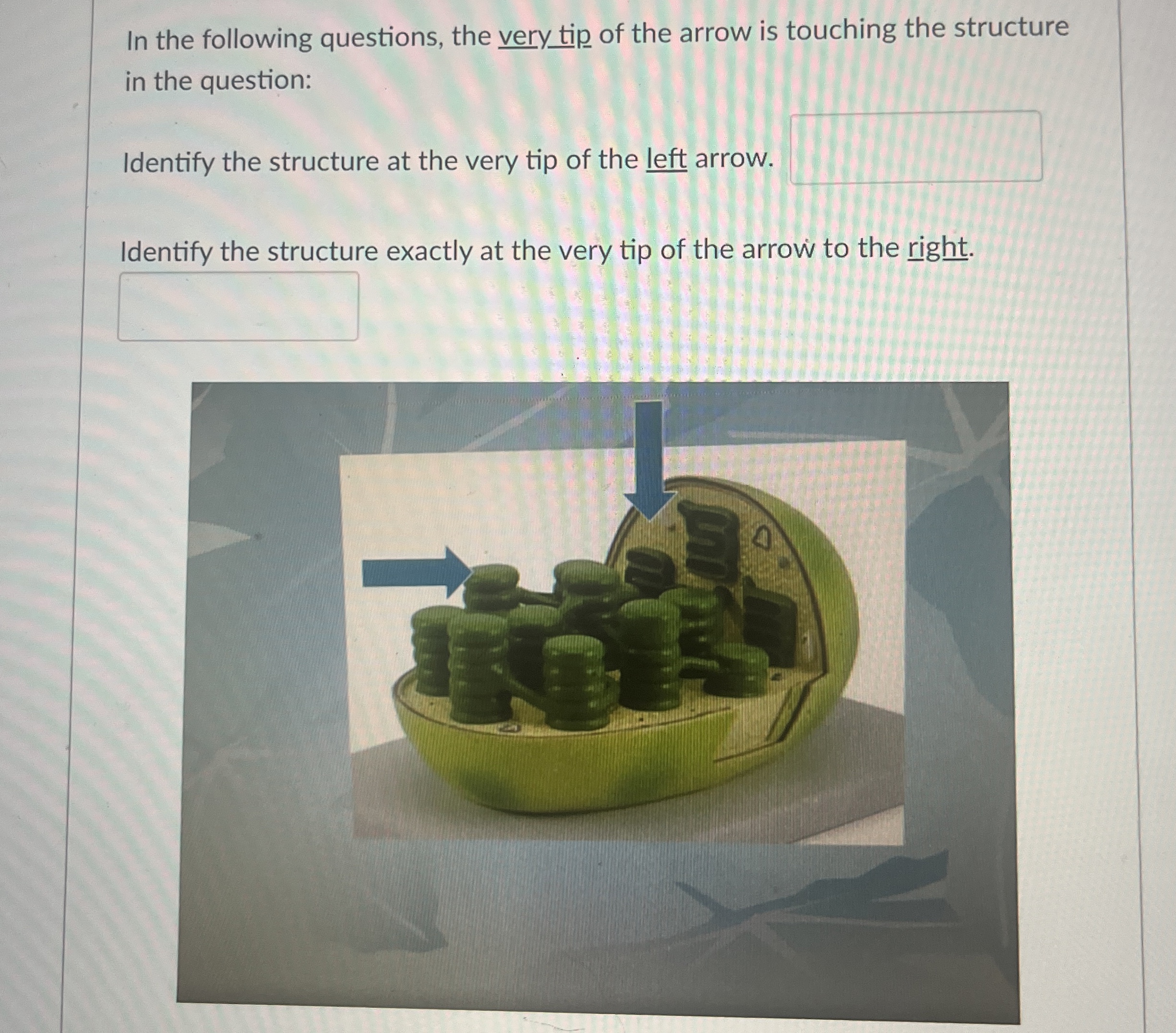 Solved In the following questions, the very tip of the arrow | Chegg.com