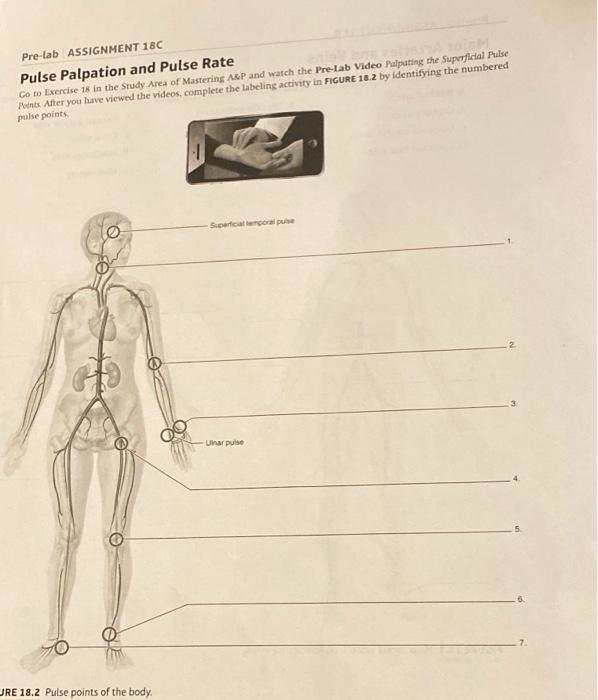 Solved Pre-Lab ASSIGNMENT 18C Pulse Palpation and Pulse Rate | Chegg.com