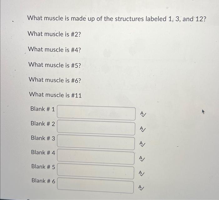 Solved Question 12 (6 points) MUSCUL. SYSTEM Lateral v of | Chegg.com